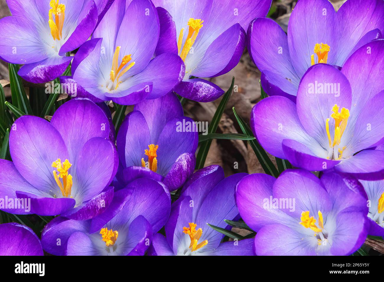 purple crocuses blooming in early Murch Stock Photo - Alamy
