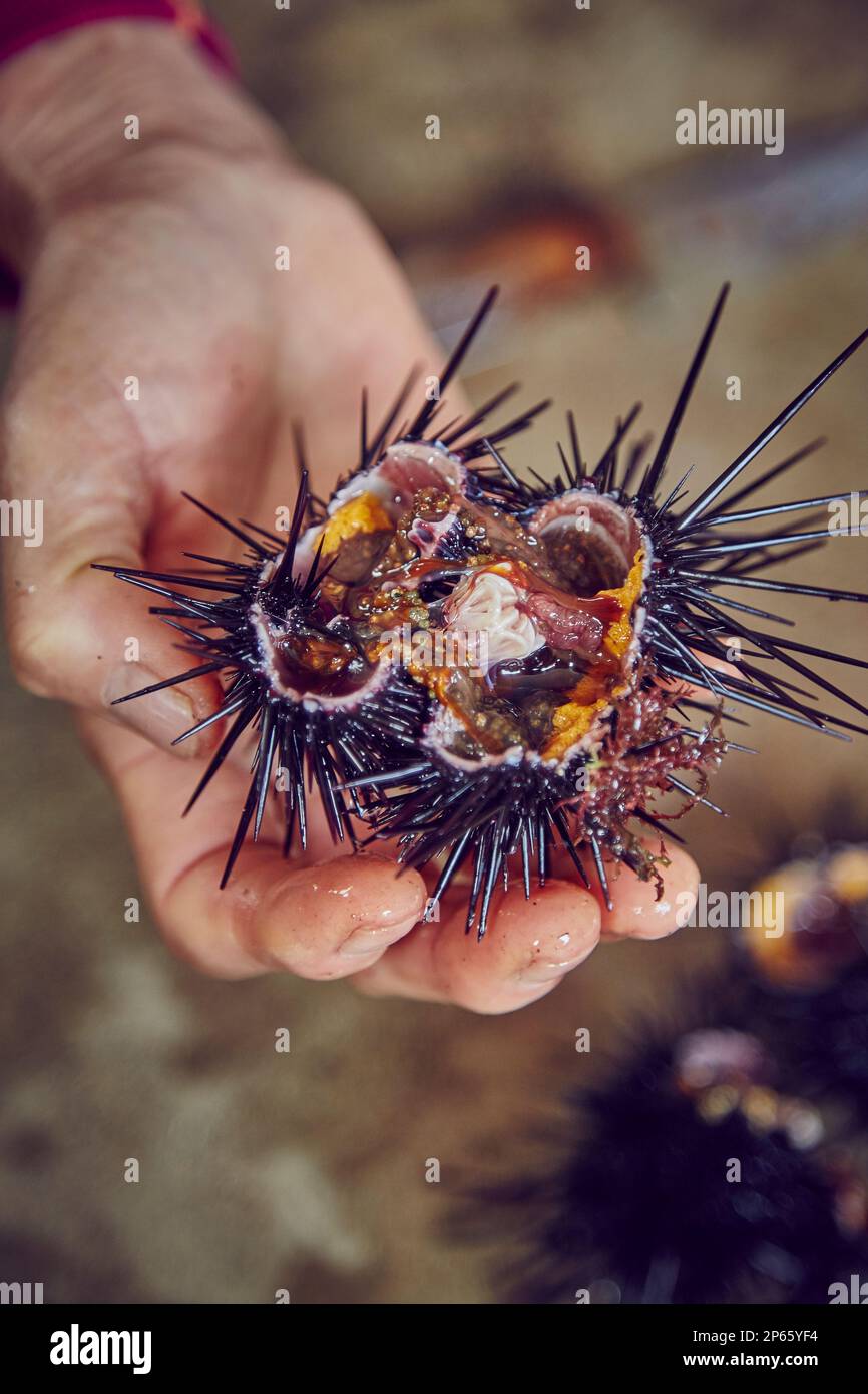 Haenyeo, the female divers in the Jeju island, South Korea Stock Photo ...