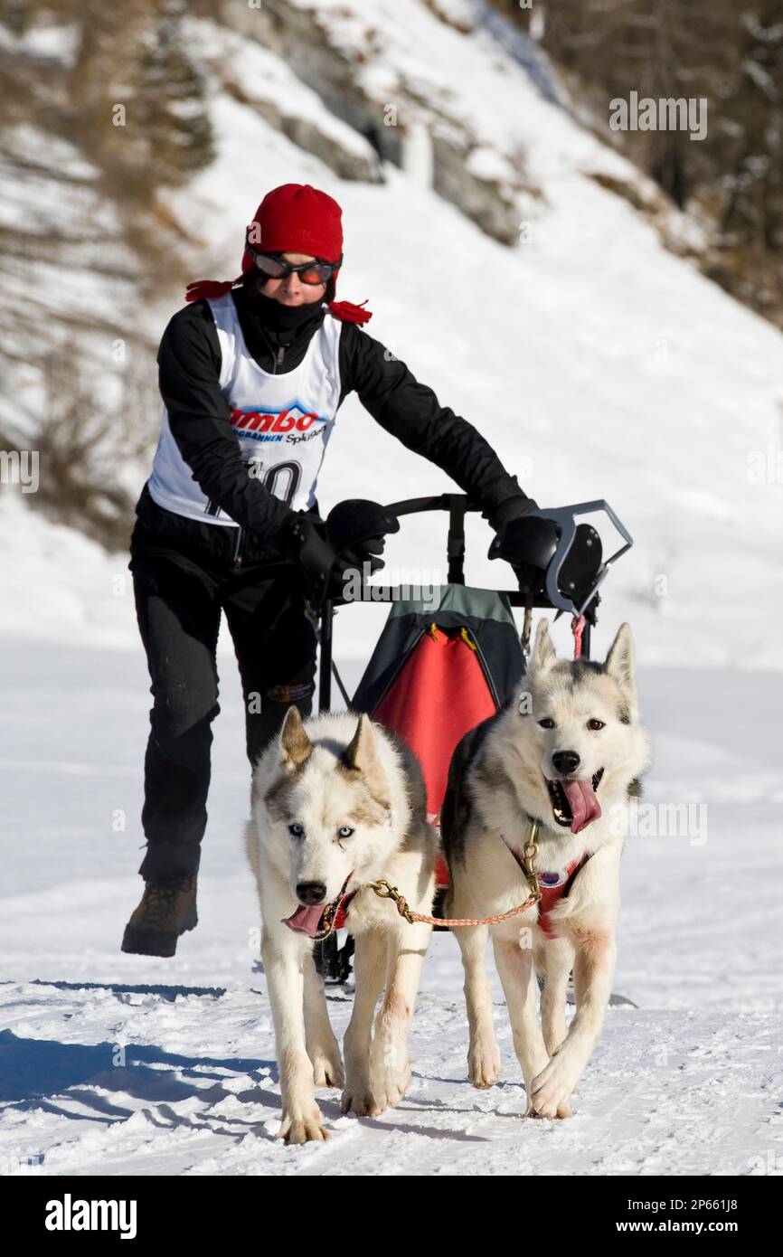 Switzerland, Splugen, Sleddog race Stock Photo - Alamy