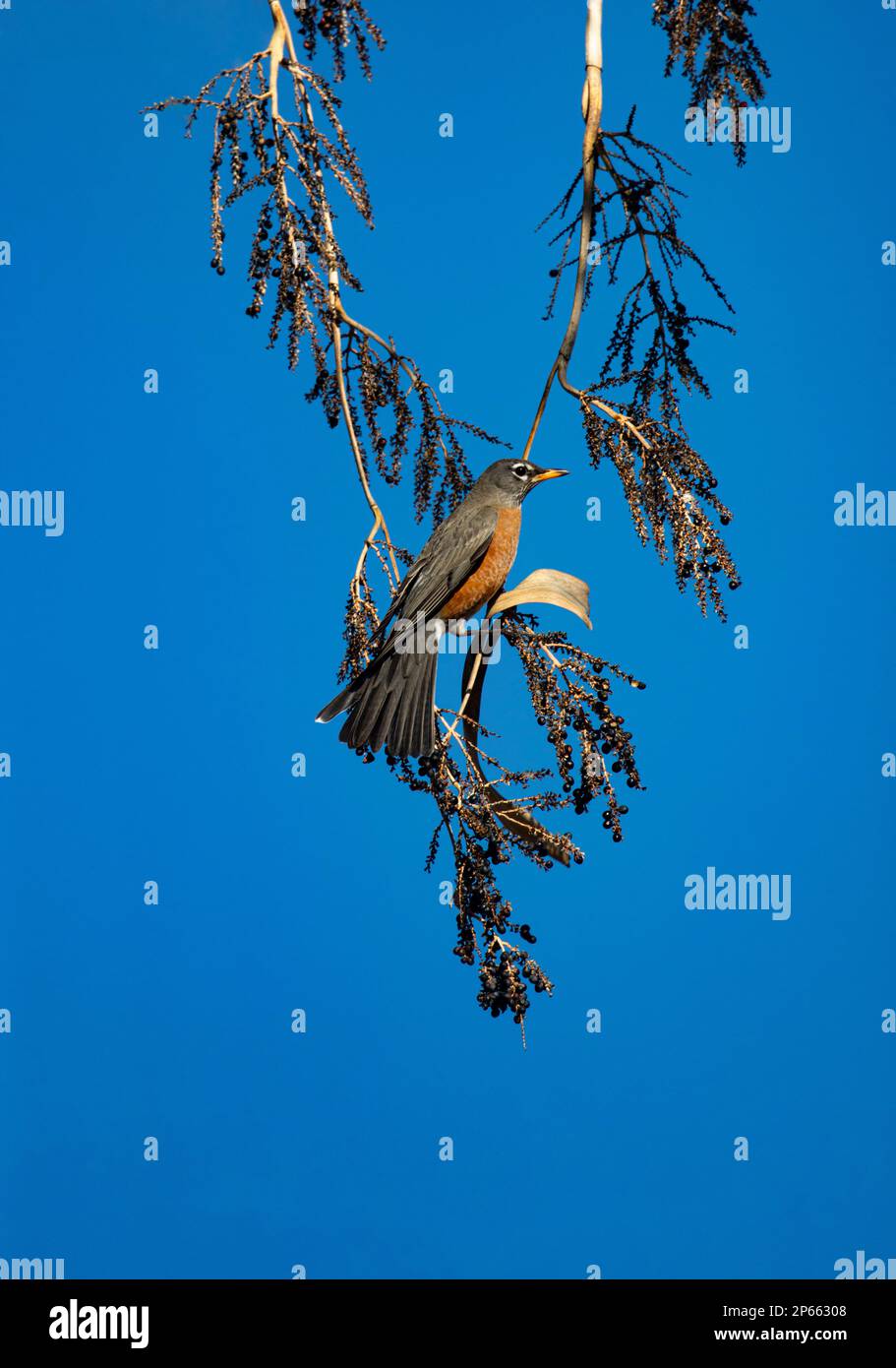 Vertical full body portrait of perched American Robin on graceful palm ...