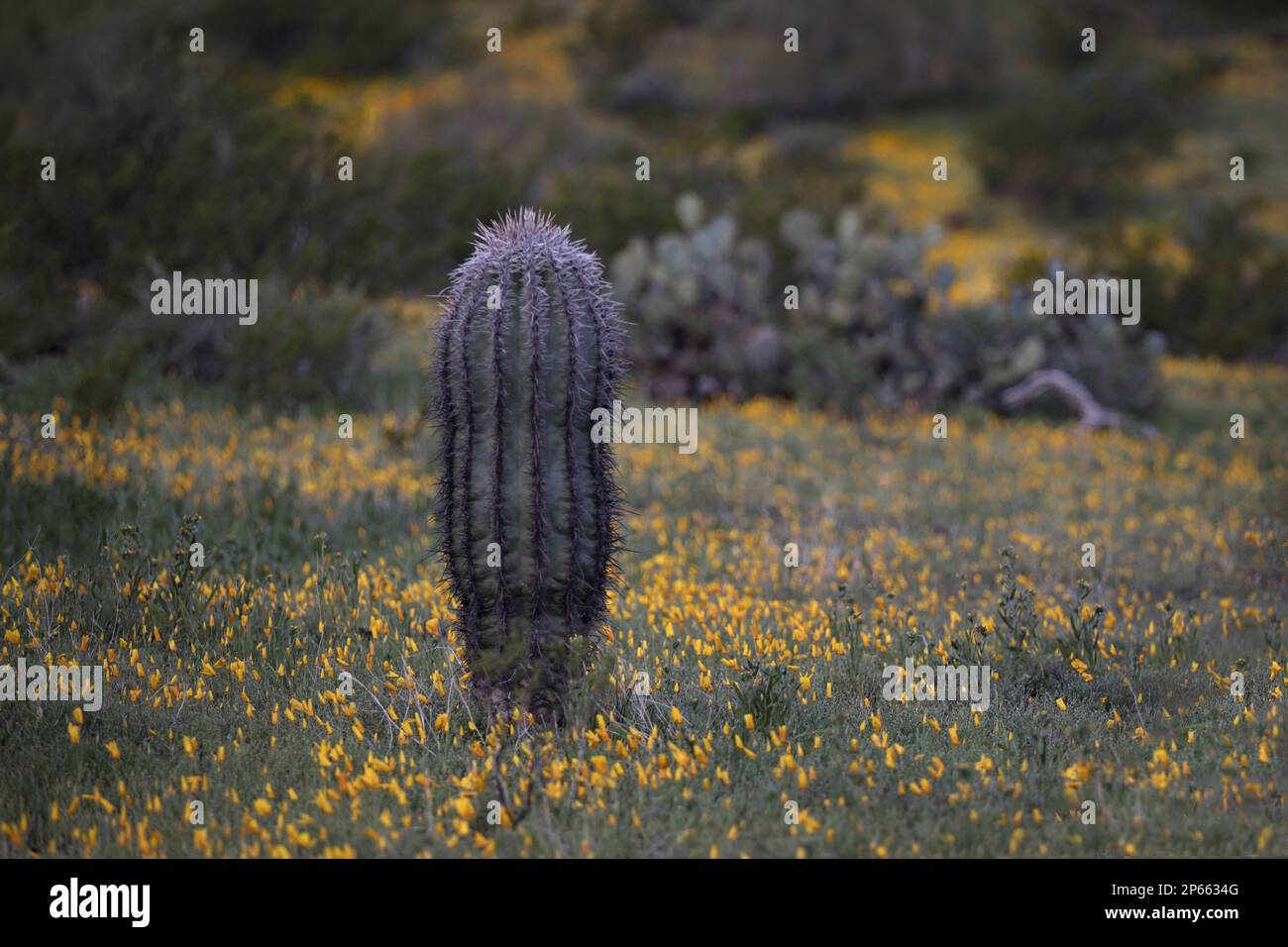 Single cactus in selected focus in foreground in early morning field of ...