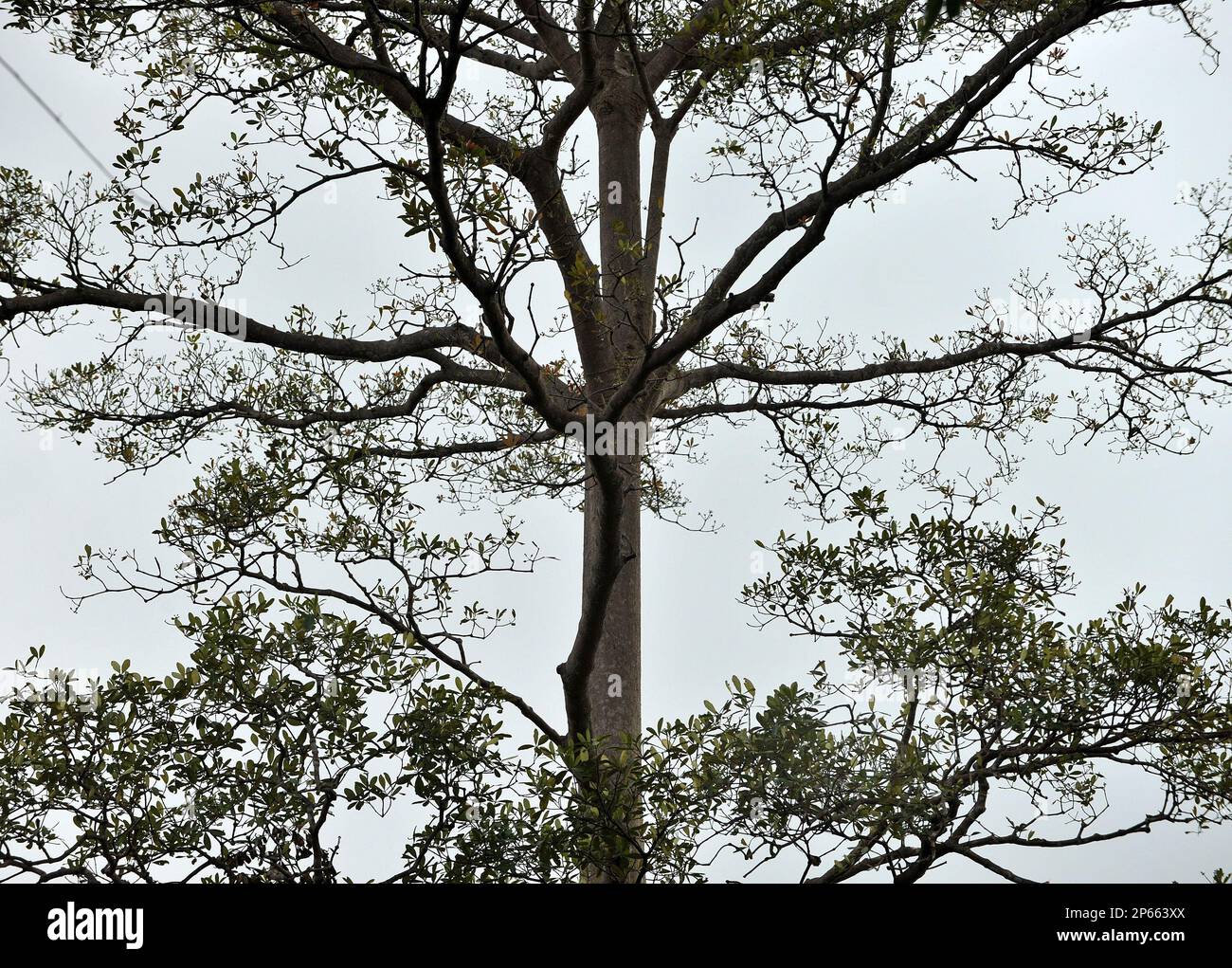 An Alstonia Pneumatophora tree growing near the Upper Seletar Reservoir ...