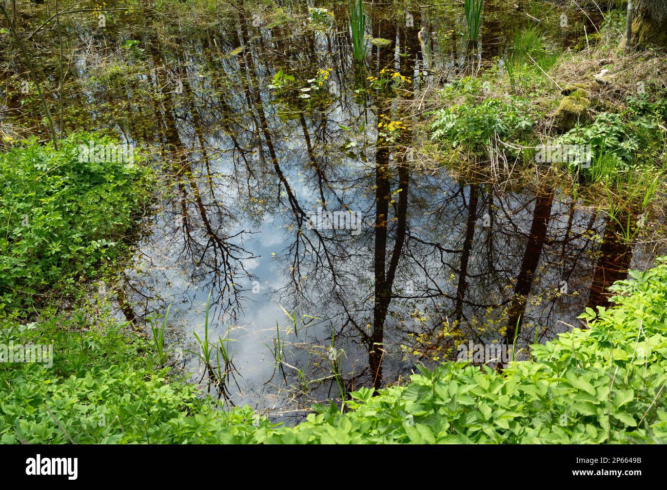 Water in the forest hi-res stock photography and images - Alamy