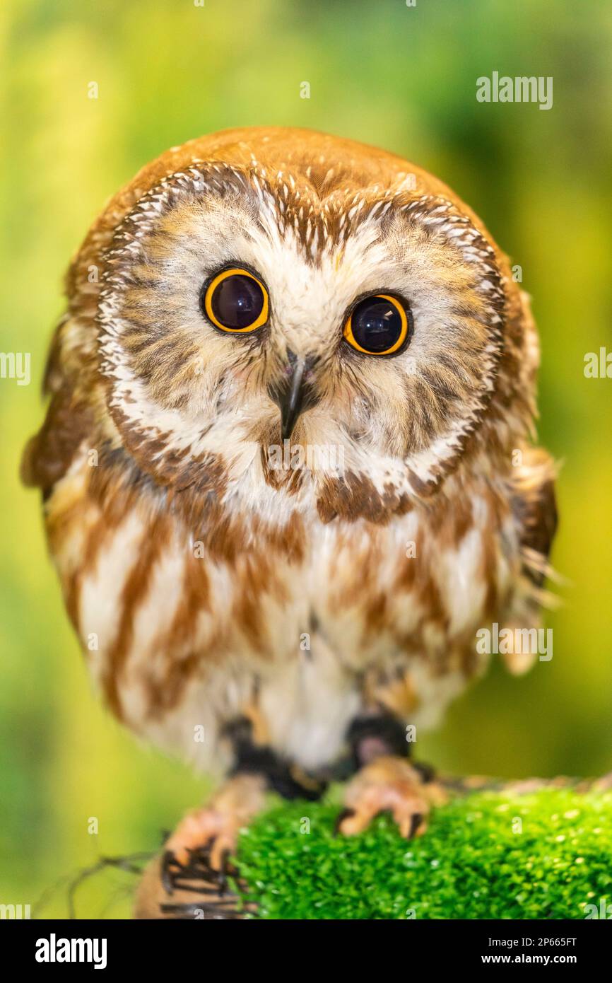 Saw Whet Owl Wallpaper