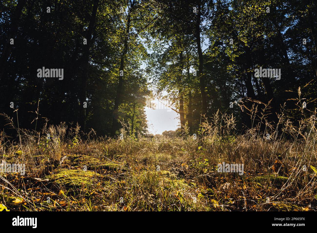 A peaceful, sun-dappled forest landscape featuring tall trees and lush ...