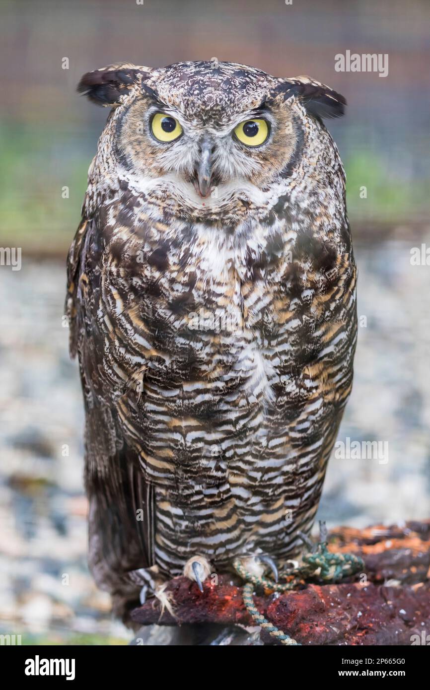 Adult captive great horned owl (Bubo virginianus), Alaska Raptor Center ...