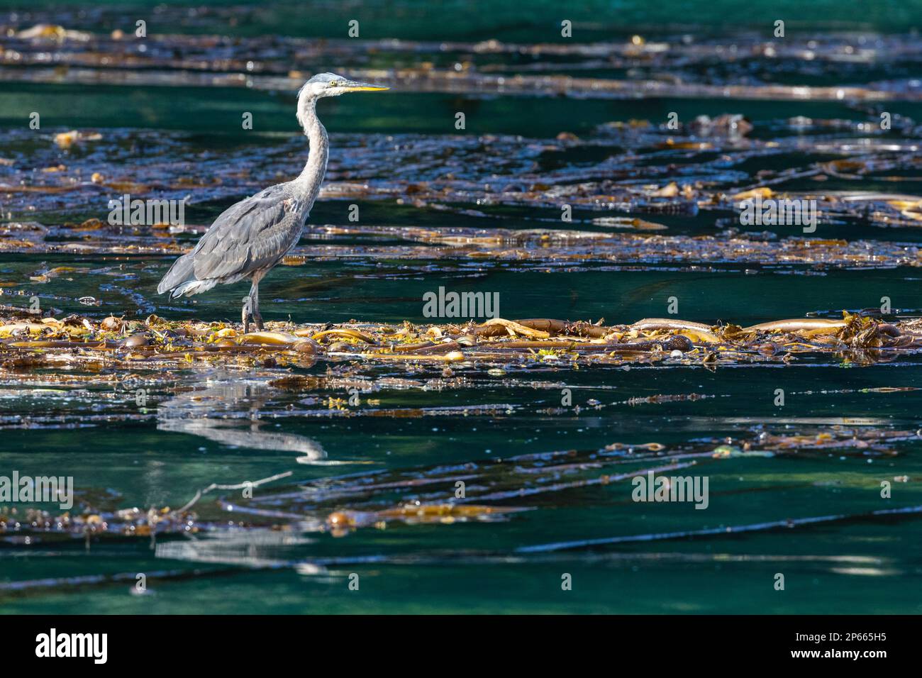 Adult great blue heron (Ardea herodias), in the Inian Islands in ...