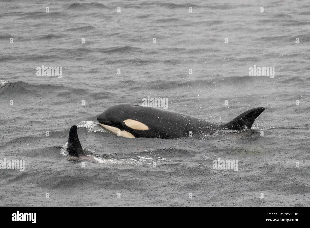 Adult female killer whale (Orcinus orca), surfacing in Behm Canal ...
