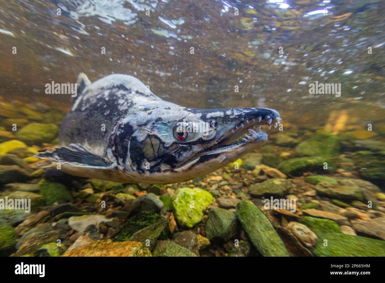 Adult pink salmon (Oncorhynchus gorbuscha), spawning in Fox Creek ...