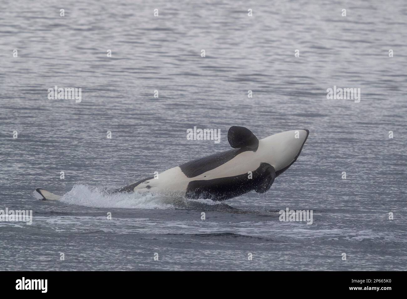Juvenile female killer whale (Orcinus orca) breaching in Behm Canal ...