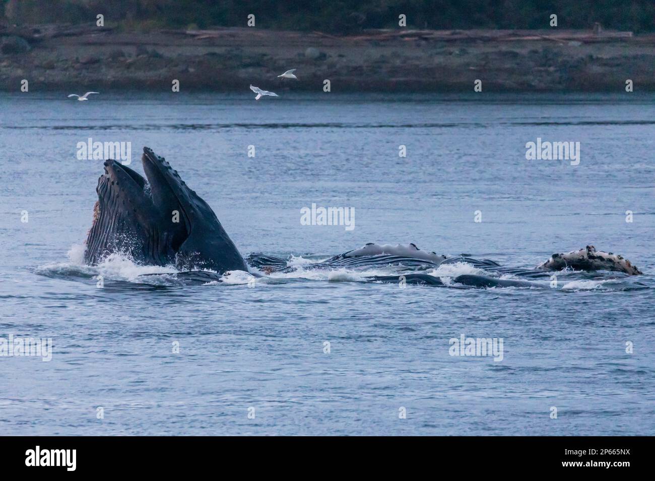 Adult humpback whales (Megaptera novaeangliae), surface lunge-feeding ...