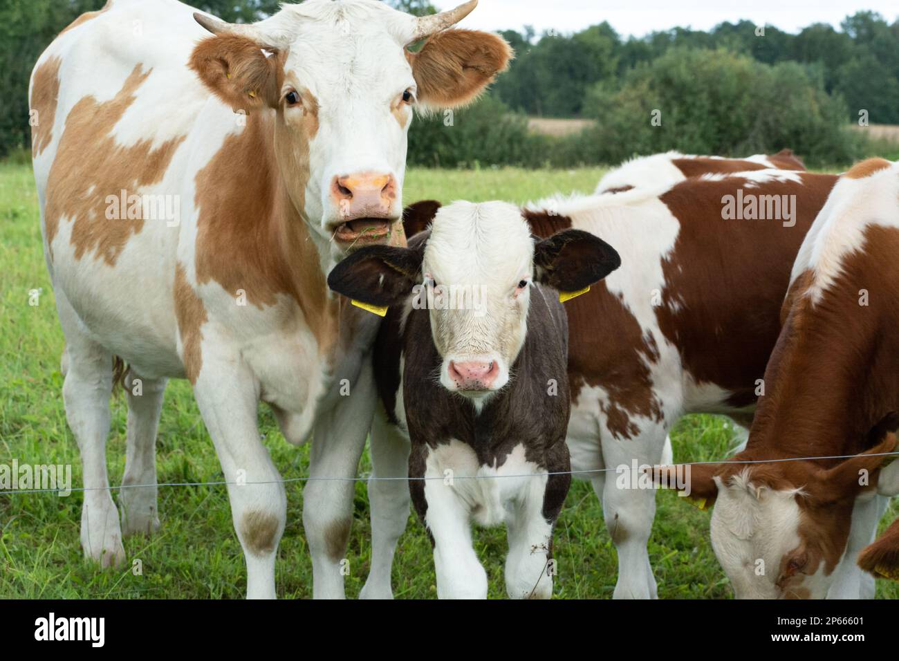 Spotted cow with calves in the pasture, summer day Stock Photo - Alamy