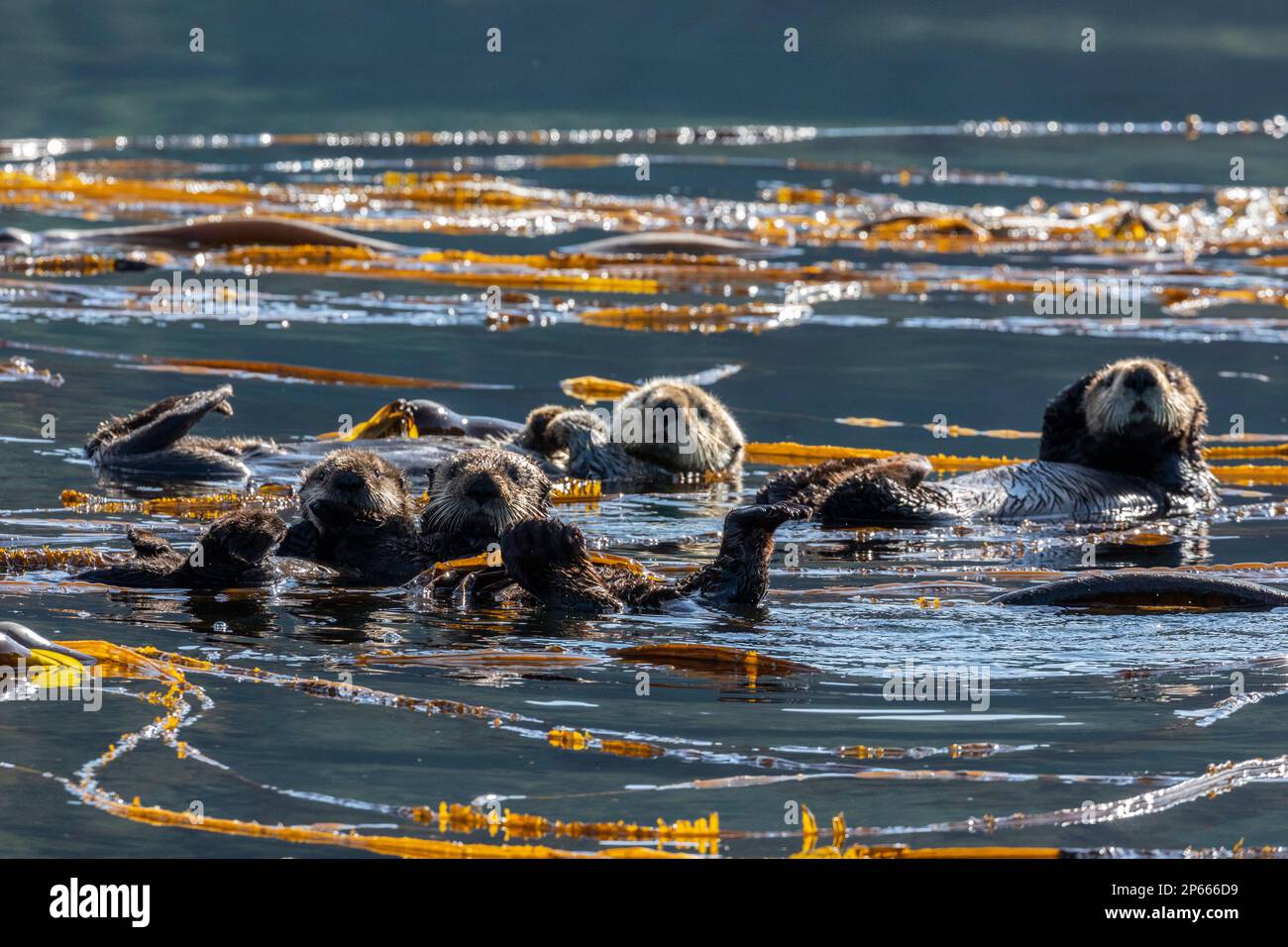 A group of sea otters (Enhydra lutris), rafting in the kelp in the ...