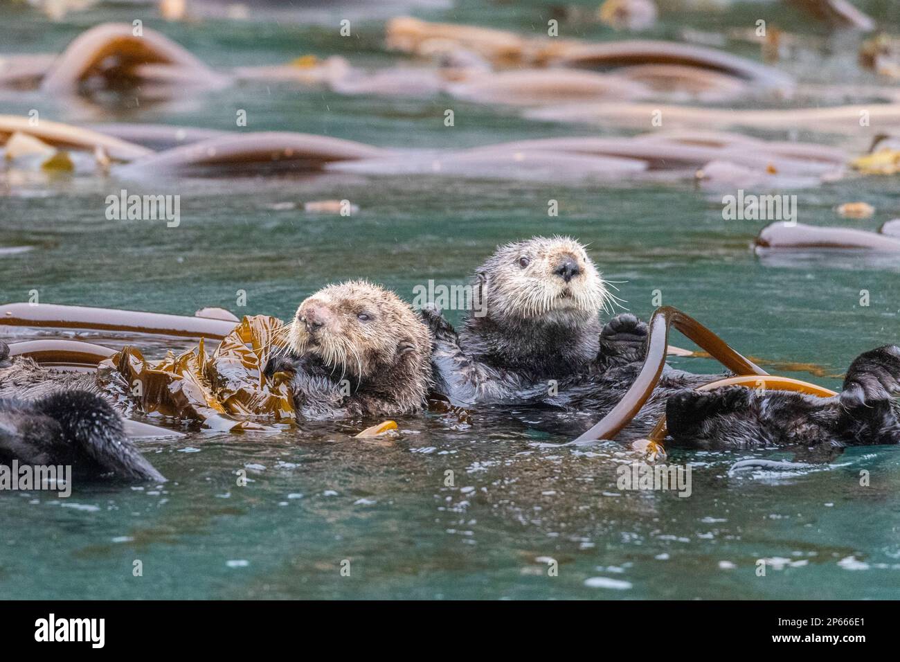 Mother and pup sea otter (Enhydra lutris), rafting in the kelp in the ...