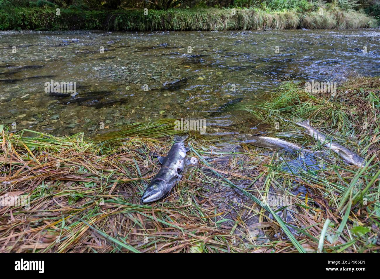 Adult pink salmon (Oncorhynchus gorbuscha), spawning in Fox Creek ...