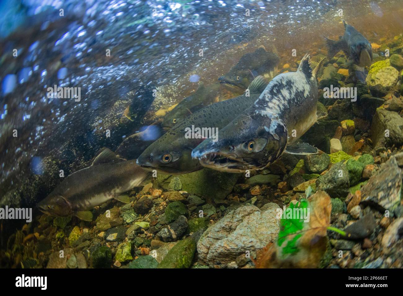 Adult pink salmon (Oncorhynchus gorbuscha), spawning in Fox Creek ...