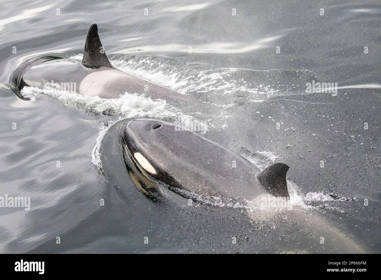 A small killer whale pod (Orcinus orca), surfacing in Behm Canal ...