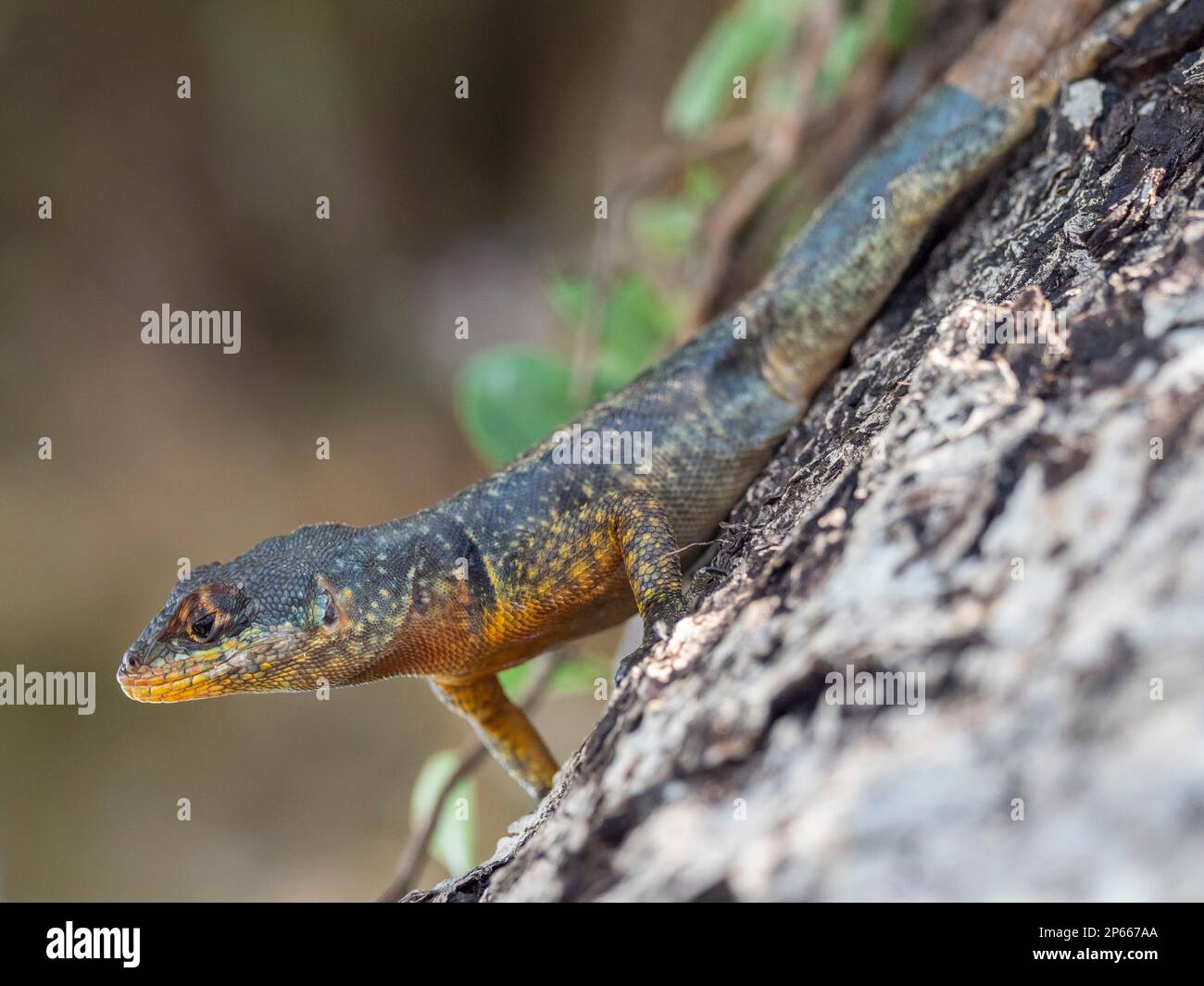An adult western collared spiny lizard (Tropidurus catalanensis ...