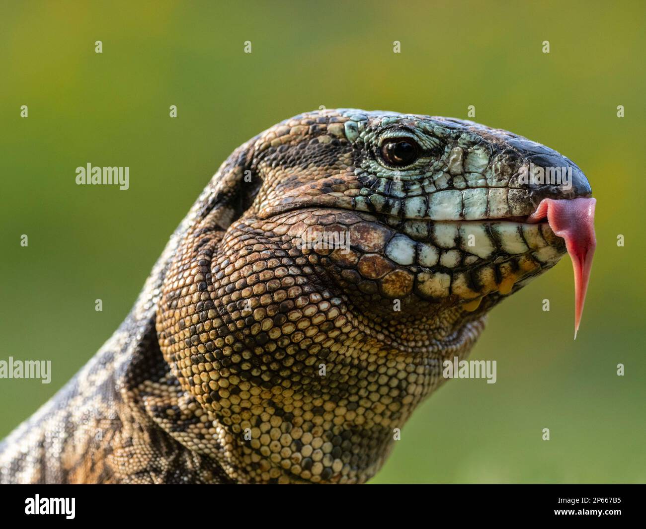 An adult Argentine black and white tegu (Salvator merianae), Iguazu ...