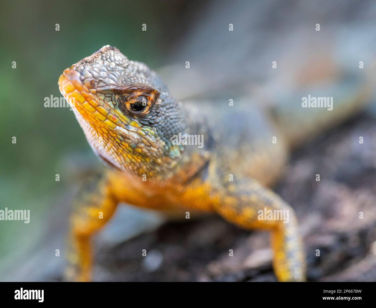 An adult western collared spiny lizard (Tropidurus catalanensis ...