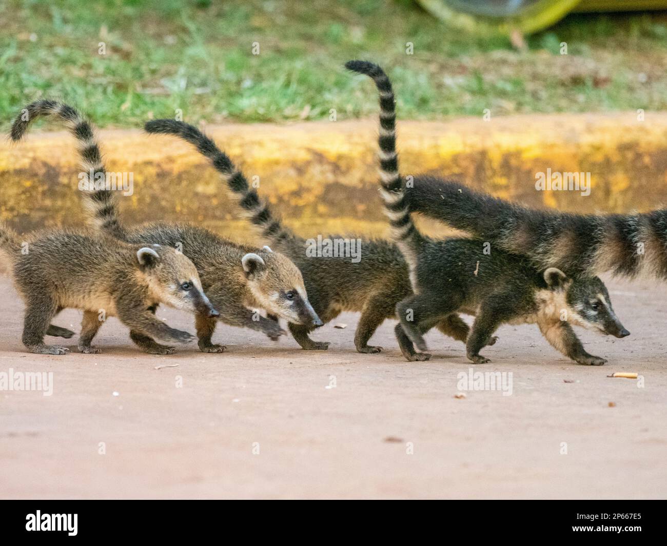 Young South American coatis (Nasua nasua), following mom at Iguazu ...