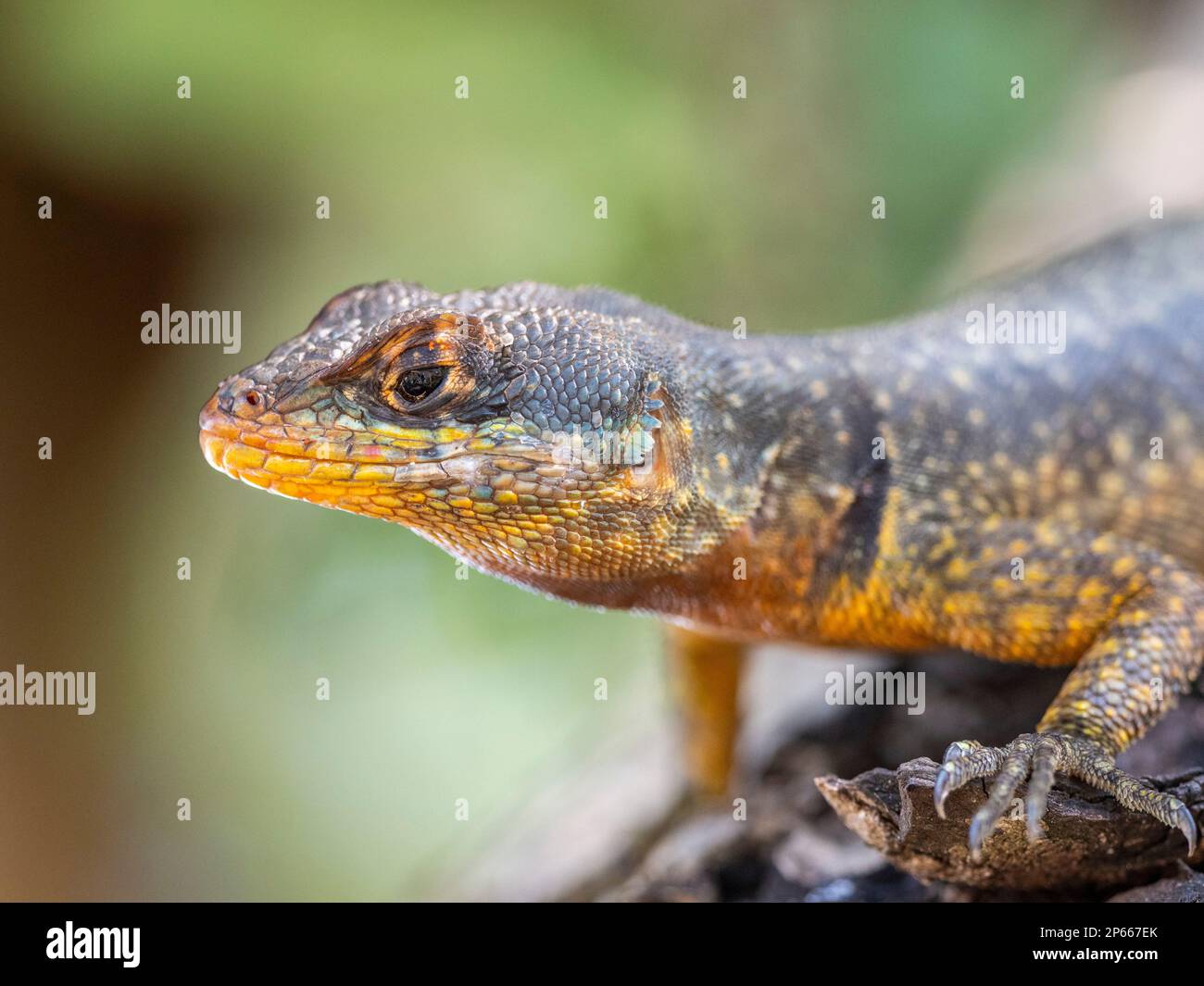 An adult western collared spiny lizard (Tropidurus catalanensis ...