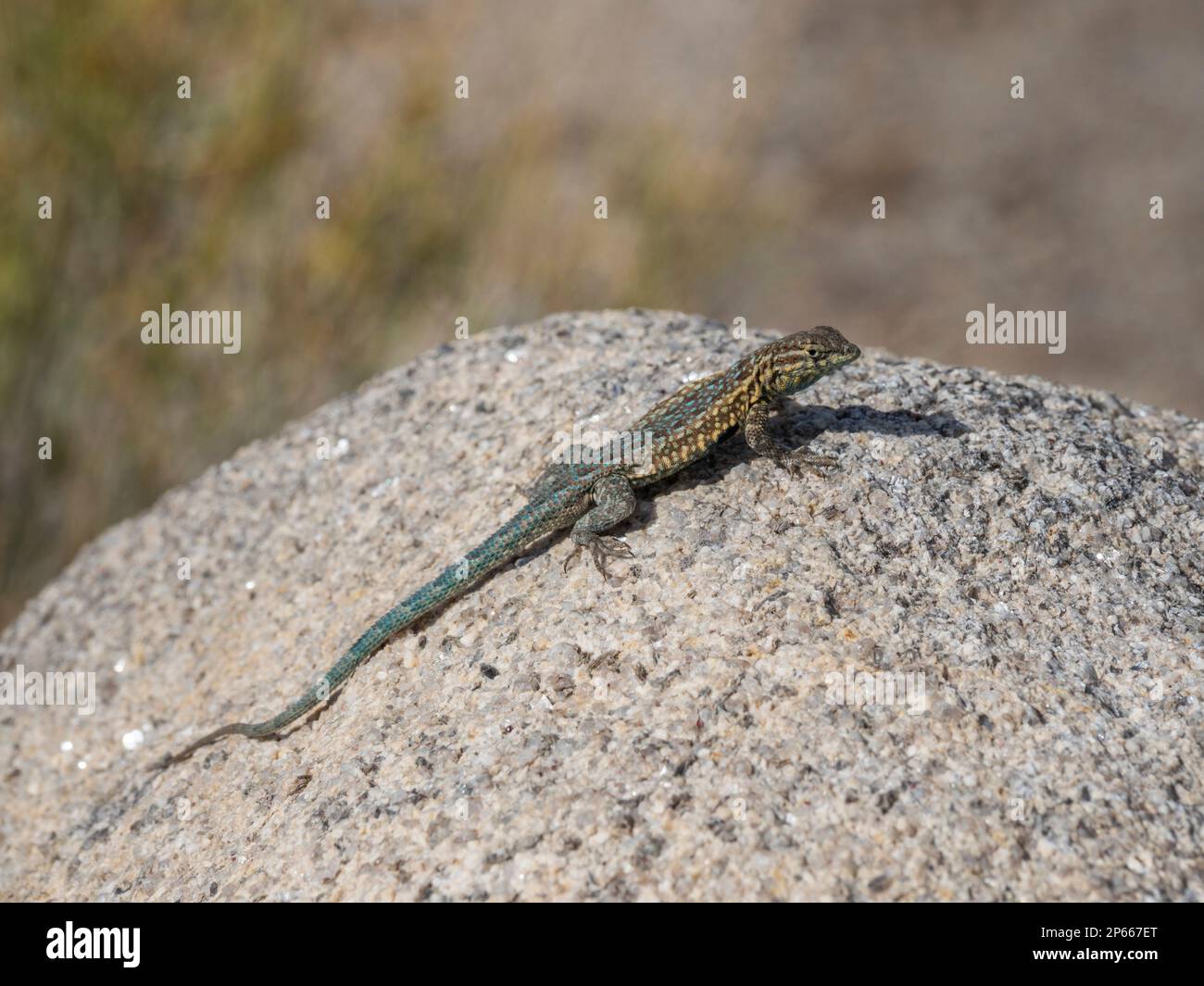 An adult common side blotched lizard hi-res stock photography and ...