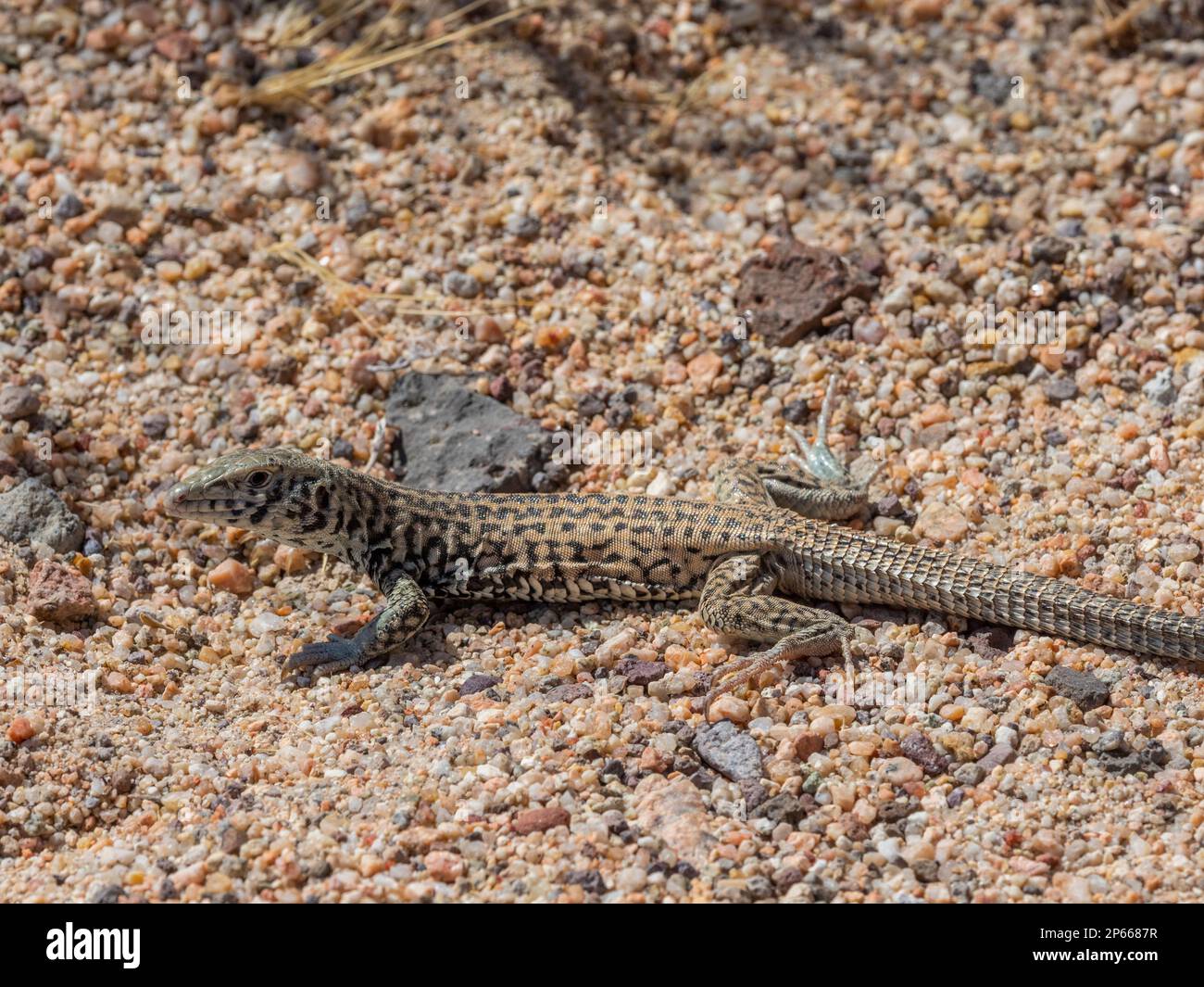 Western whiptail lizard hi-res stock photography and images - Alamy