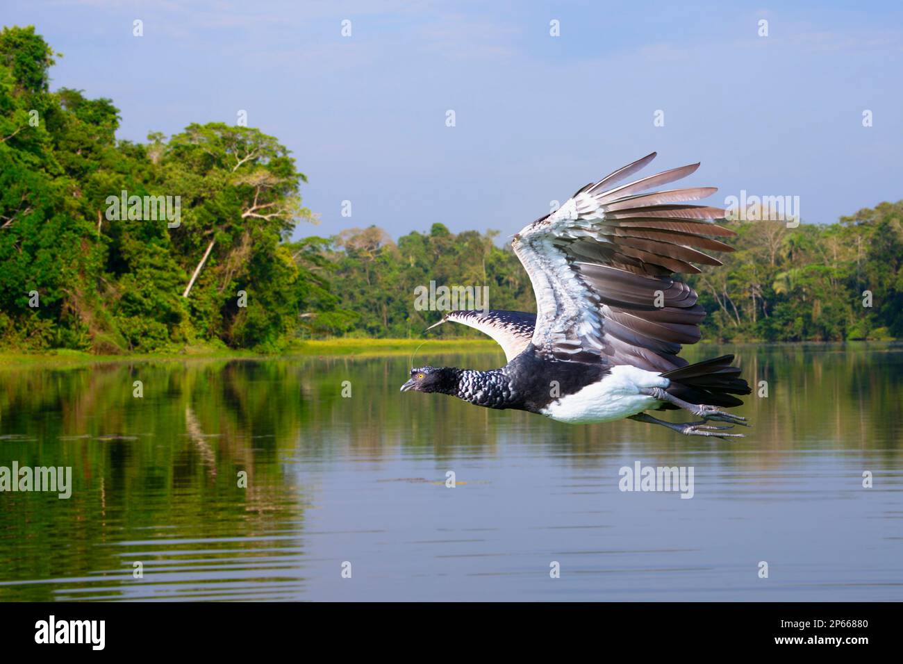 Flying Horned Screamer (Anhima cornuta), Manu National Park cloud ...
