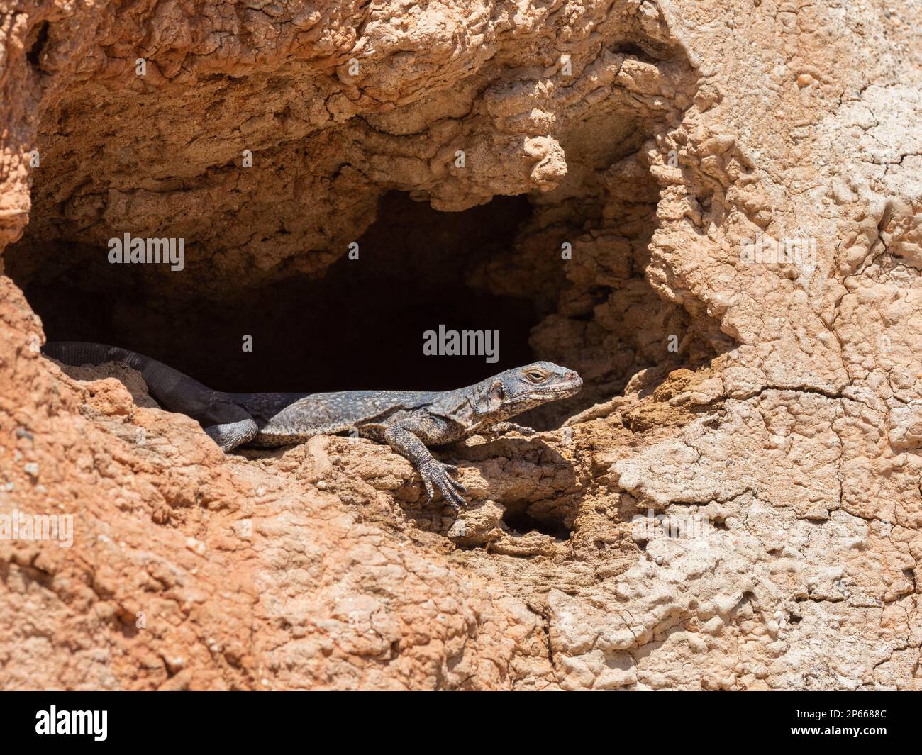 Common chuckwalla (Sauromalus ater), basking in the sun in Red Rock ...