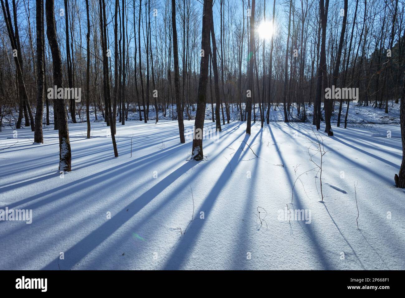Tree shadows from the sun hi-res stock photography and images - Alamy