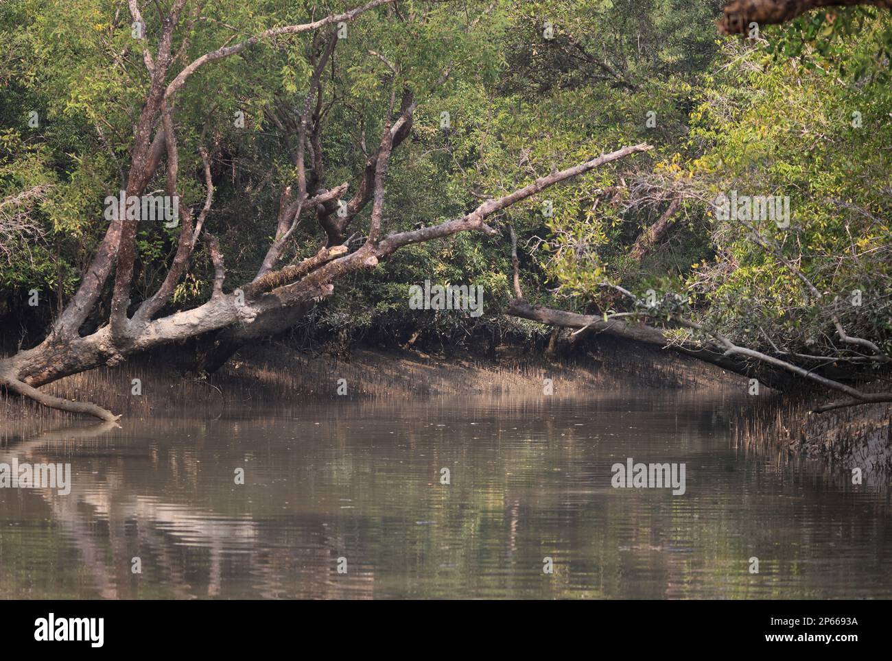A canal in Sundarbans.Sundarbans is the biggest natural mangrove forest ...