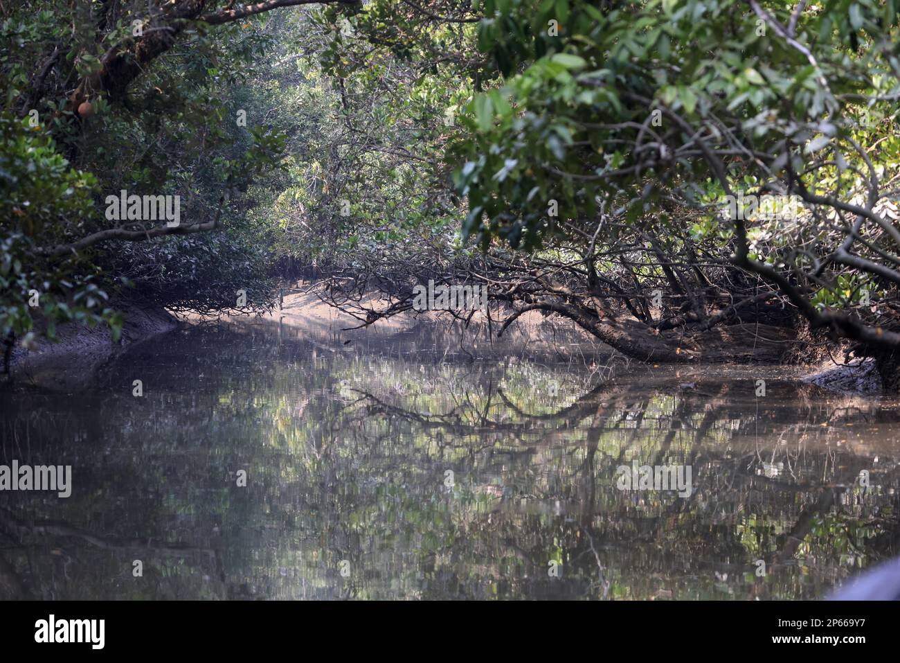A canal in Sundarbans.Sundarbans is the biggest natural mangrove forest ...