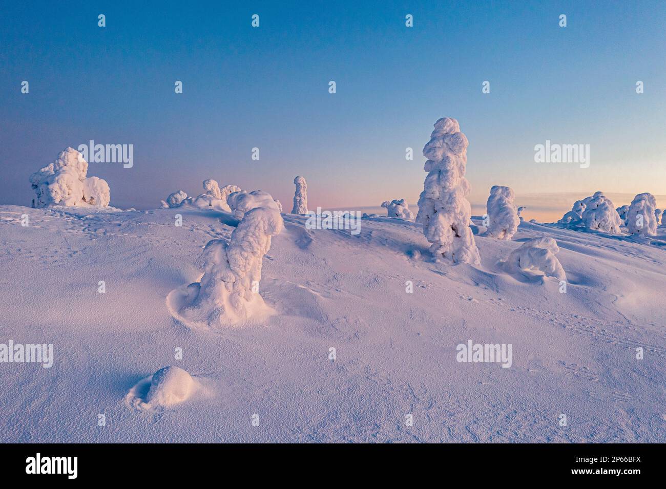 Cold arctic sunrise over frozen spruce trees covered with snow, aerial ...