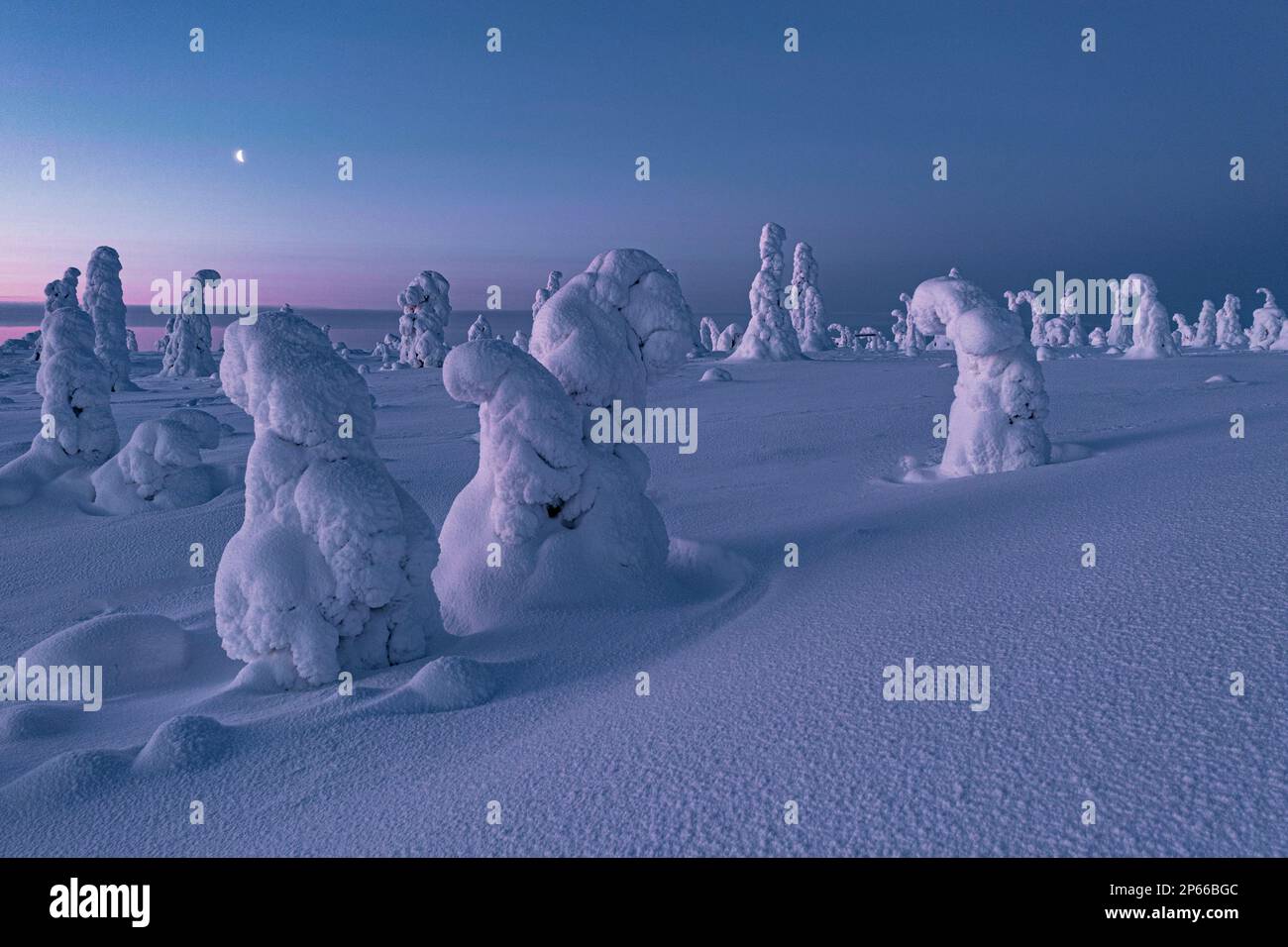 Cold arctic sunrise over frozen spruce trees covered with snow ...