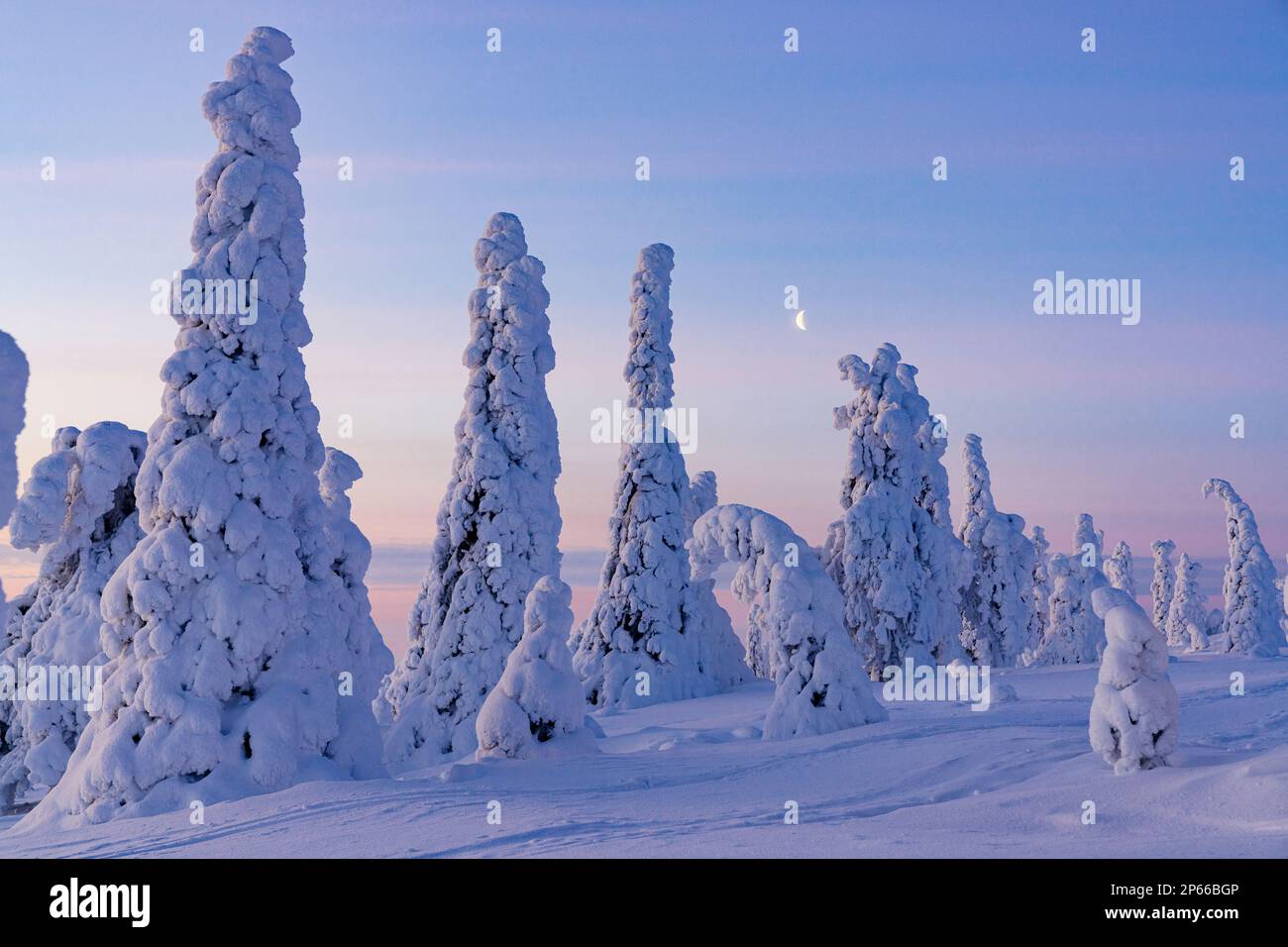 Snowy forest at sunrise in winter, Riisitunturi National Park, Posio ...