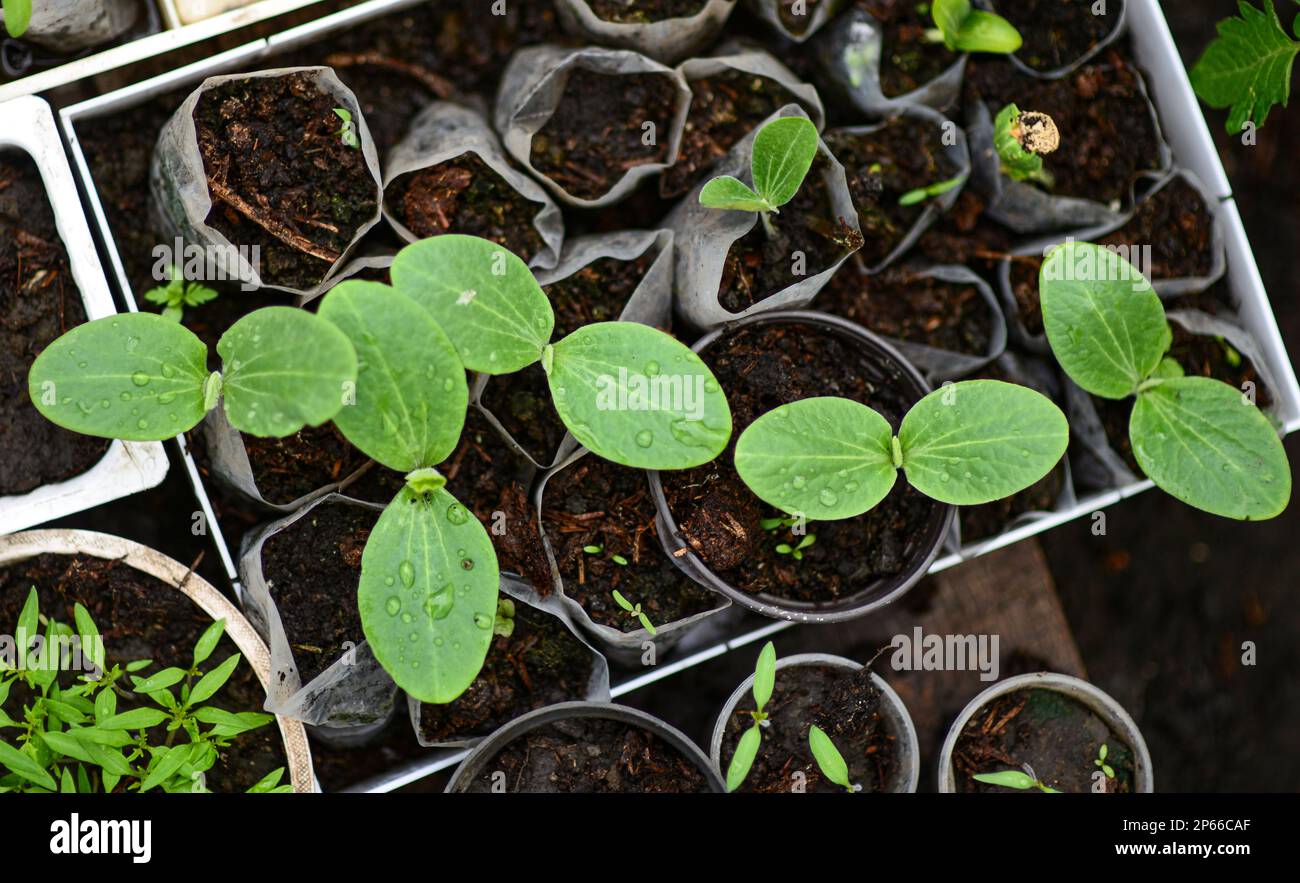watermelon sprouts that are about a week old. planted in pots in the ...
