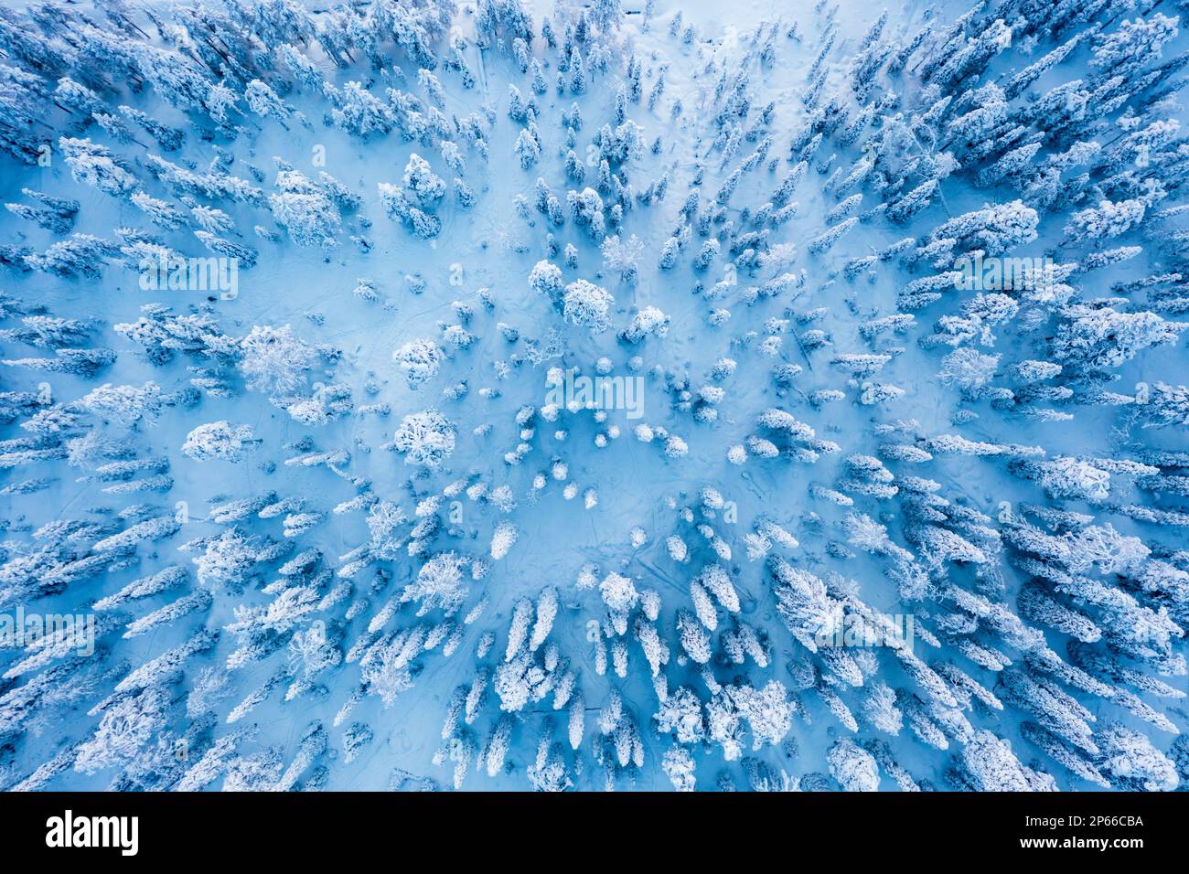 Frozen snowy forest after a winter blizzard at dusk, overhead view ...