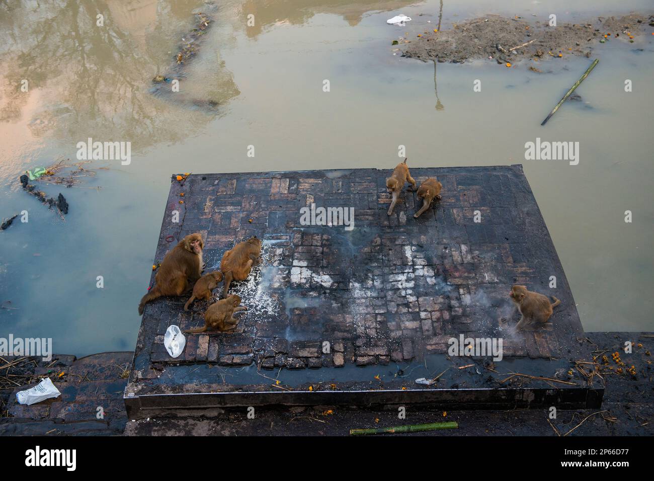 Nepal, Kathmandu, Pashupatinath, cremation funeral Stock Photo - Alamy