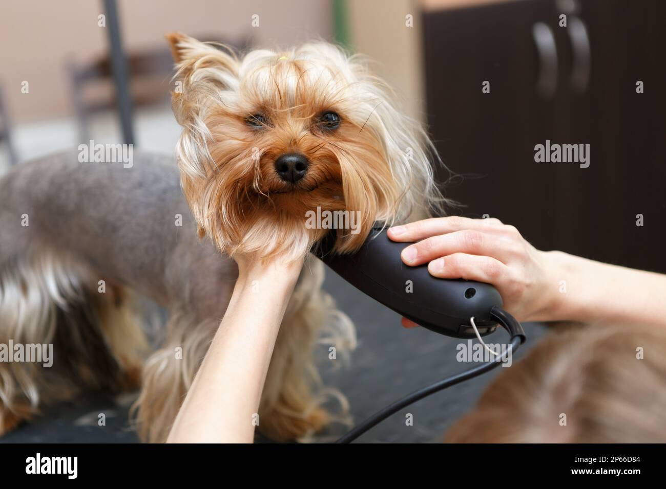 Cute little yorkie being groomed. Professional pet groomer shaving ...