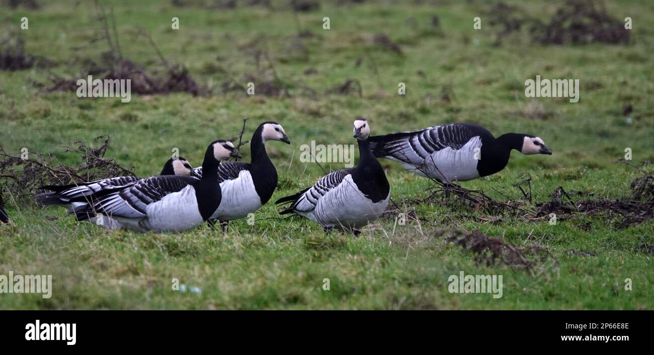The barnacle goose (Branta leucopsis) is a species of goose that ...