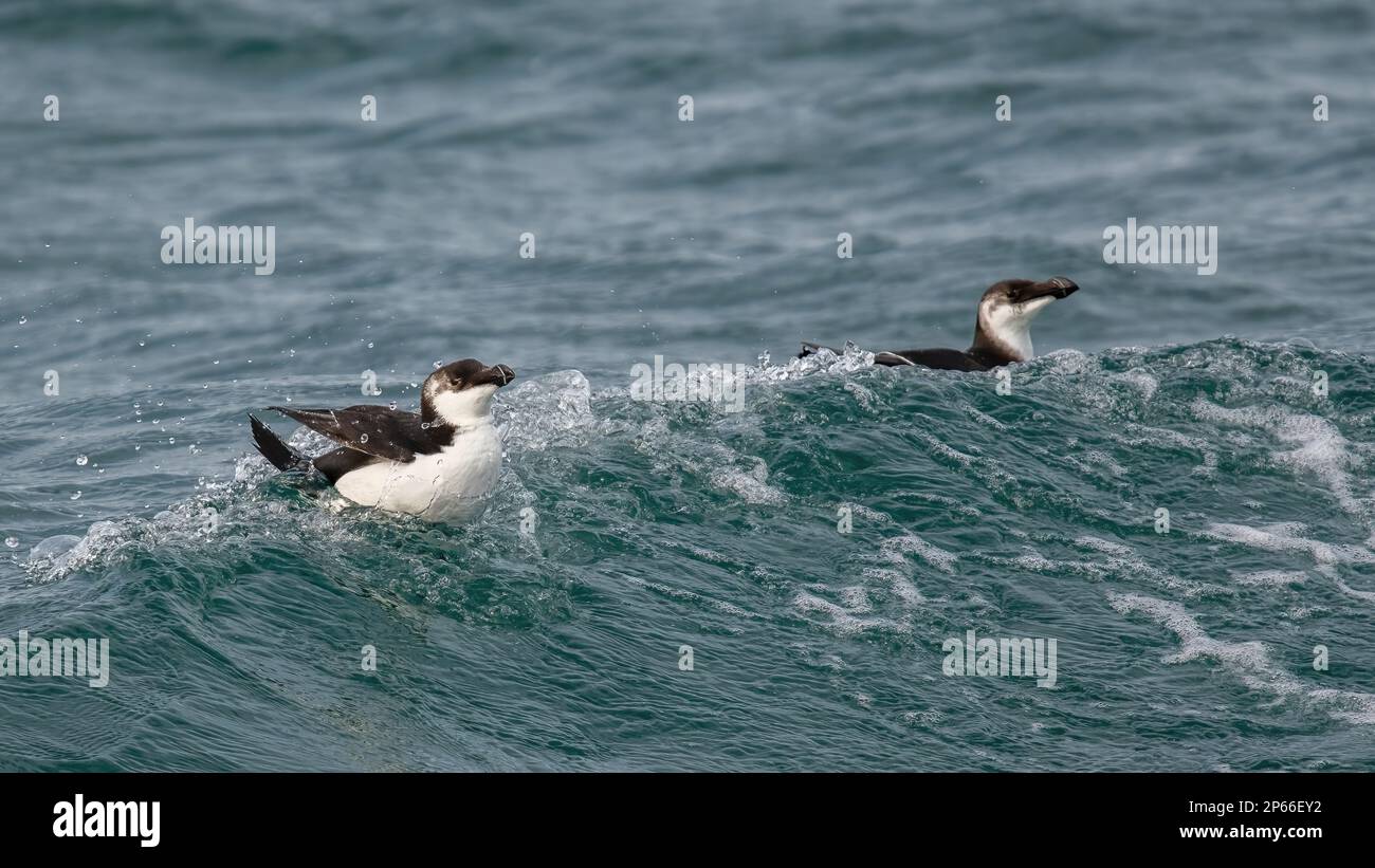 Captured mid swim hi-res stock photography and images - Alamy