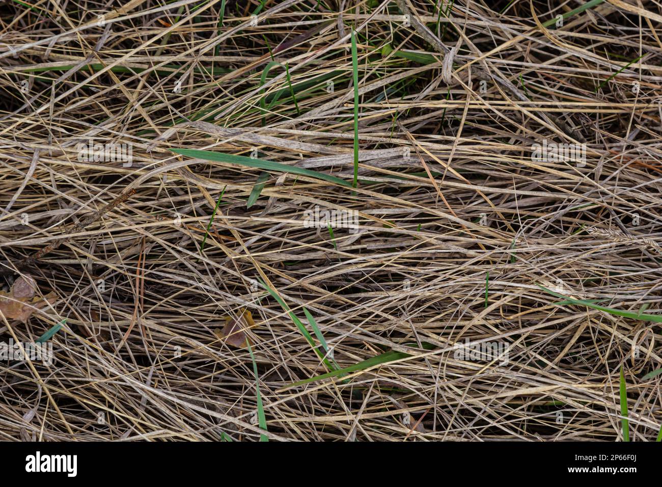 Closeup of old aged dry grass straw texture background. Macro of a ...