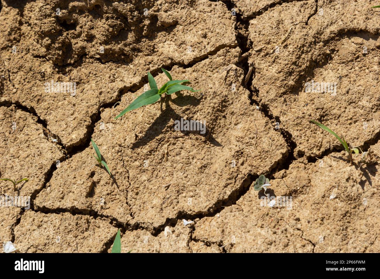 dry land in the dry season Drought, ground cracks, no hot water. Lack ...