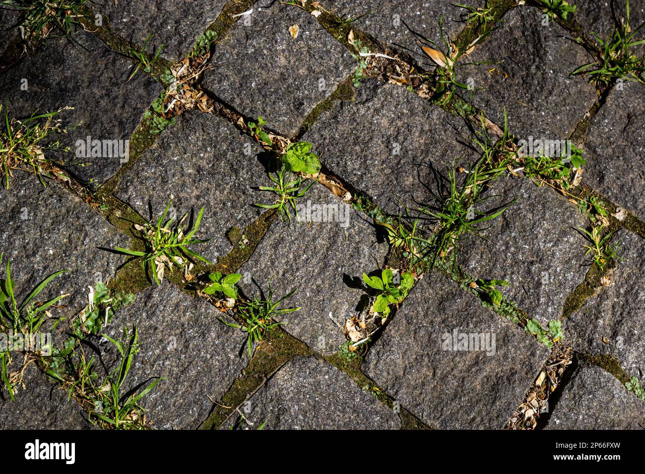 Cobblestone on the road with green grass. Background image on the theme ...
