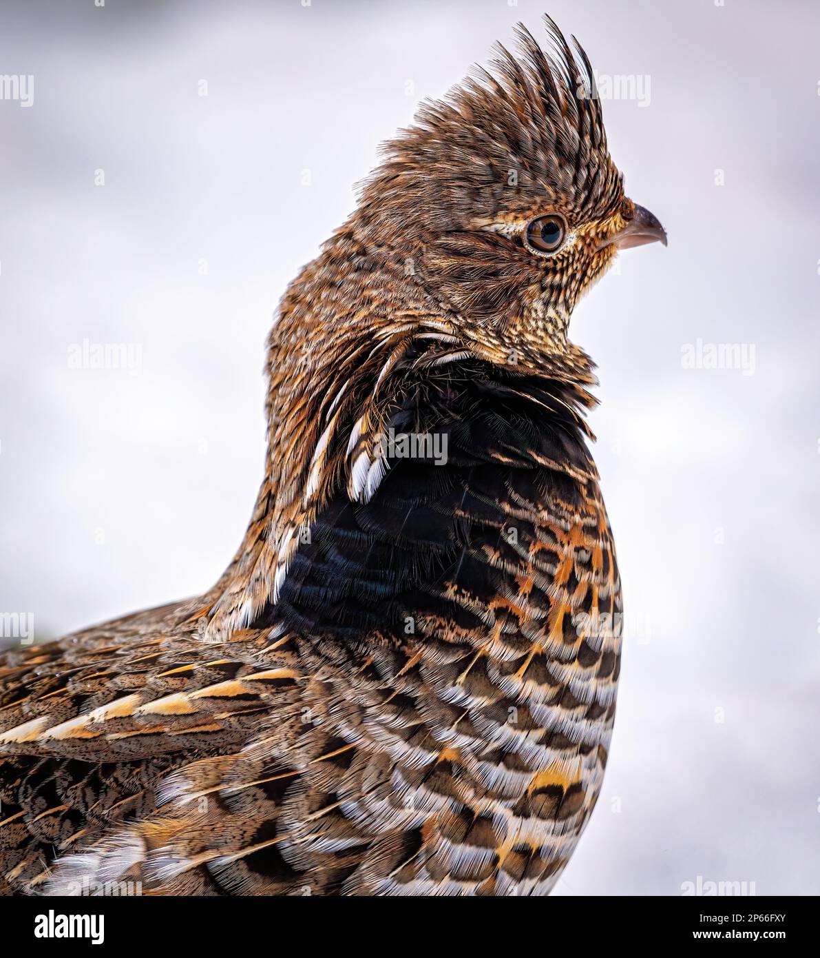 Close up view of the face of a male ruffed grouse (Bonasa umbellus ...