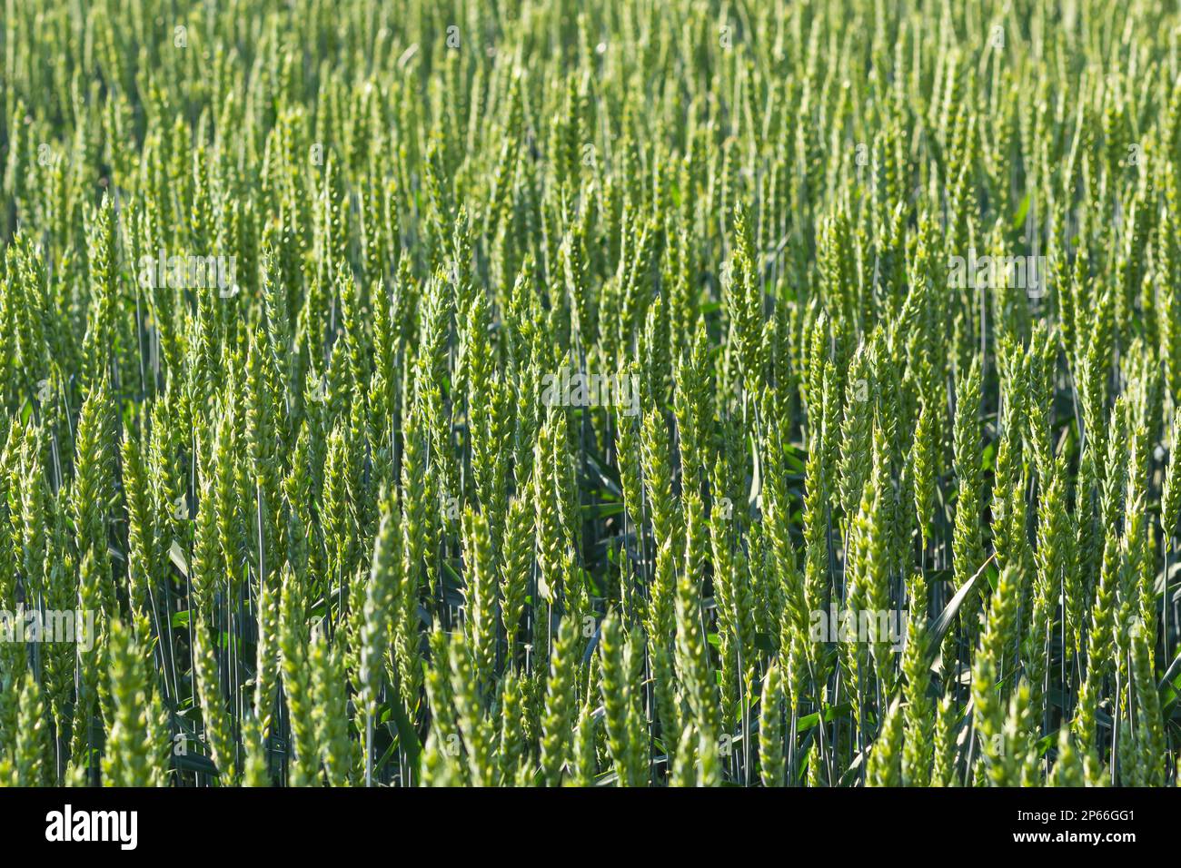 agricultural field where green rye grows, agriculture for obtaining ...