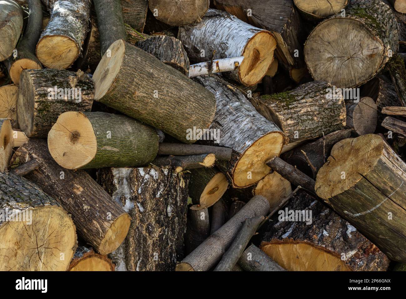 logs lie on the ground after logging. firewood is prepared for heating ...