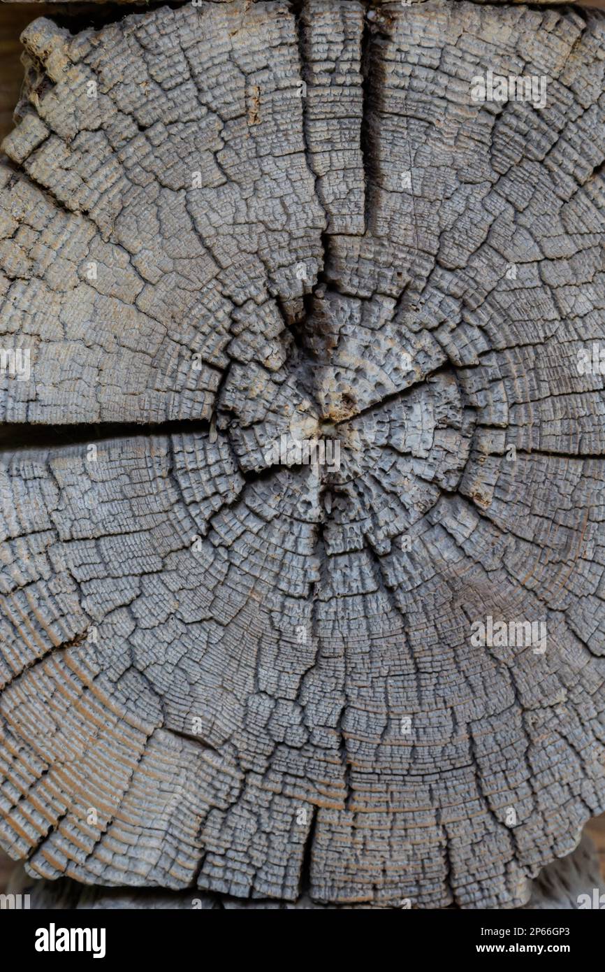 Abstract texture of tree stump, crack wood ancient, Cracked wood ...
