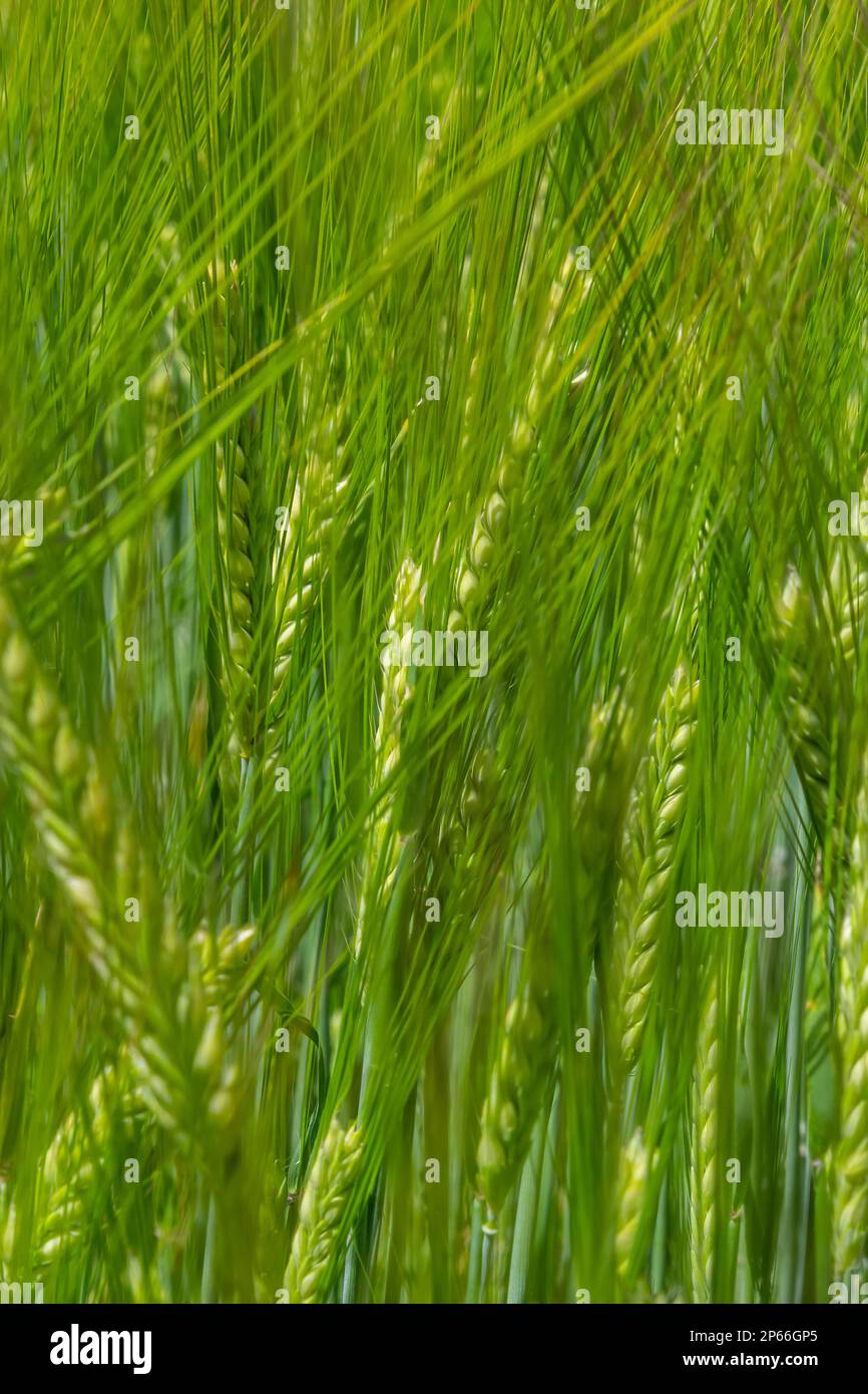 Early summer wheat crop blowing in the breeze .Traditional green wheat crops unique natural ...